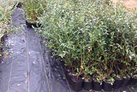 The Blueberry Farm in East Texas - Pick Your Own Blueberries Convenient ...